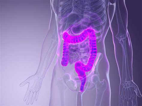 Mans Colon Stock Illustrations 139 Mans Colon Stock Illustrations