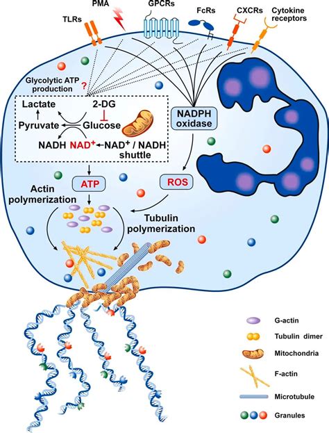 癌症中的中性粒细胞胞外诱捕网NETs3幅图入门 哔哩哔哩