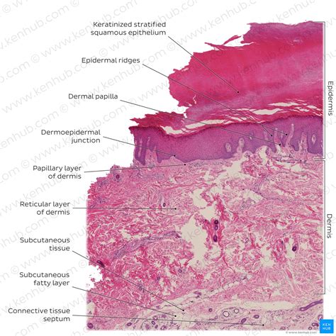 Layers Of Skin Histology 2 Skin Histology With Garland At