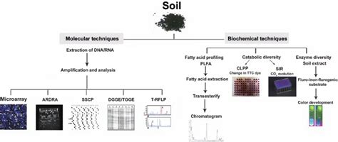 An Overview Of Techniques Used For Soil Microbial Community Structure Download Scientific