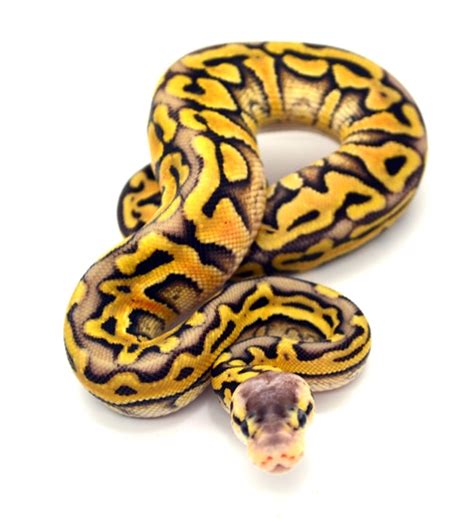 Super Pastel Puzzle Ball Python By Reptilekreations