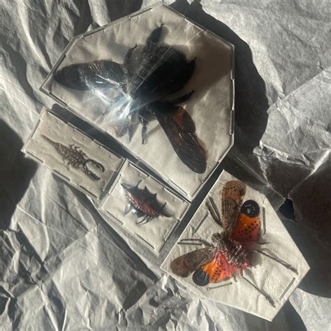 Assorted Bugs Insects Specimen Wholesale Mix Lot Bulk Etsy Uk