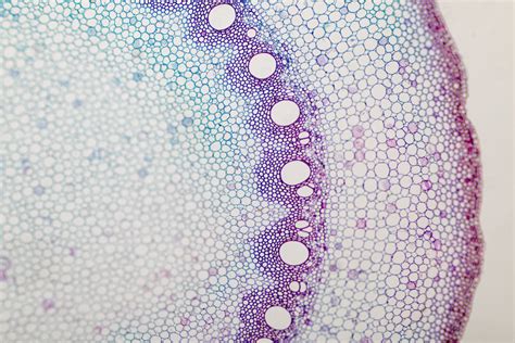 How To Calculate Magnification On A Light Microscope
