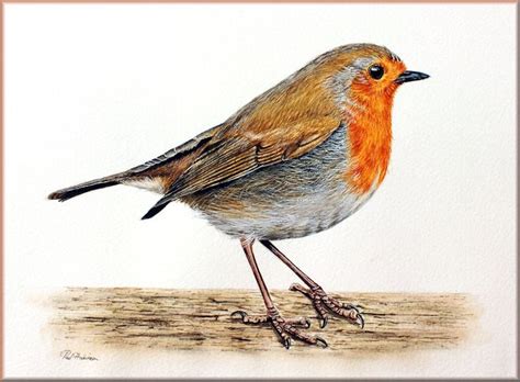Learn To Draw A Charming Robin Bird