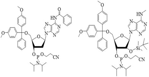Phosphoramidates Assignment Point