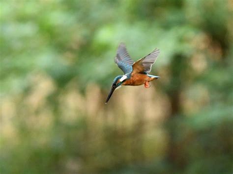 カワセミ すーやん の 今日の撮影 野鳥