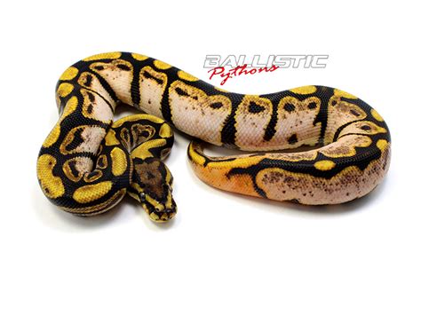 Sugar Spider Ball Python