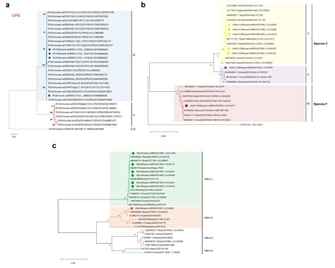 Viruses Free Full Text Detection And Molecular Characterization Of Enteric Viruses In