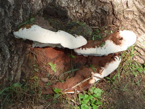 Ganoderma Adspersum By Terra17 On Deviantart