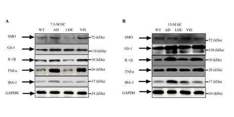 Vismodegib Gdc 0449 Hedgehog Inhibitor Medchemexpress