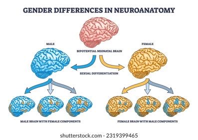 3 Hundred Prefrontal Cortex Royalty Free Images Stock Photos Pictures Shutterstock