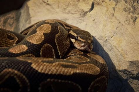 11 Signs Of A Dying Ball Python Causes And Prevention