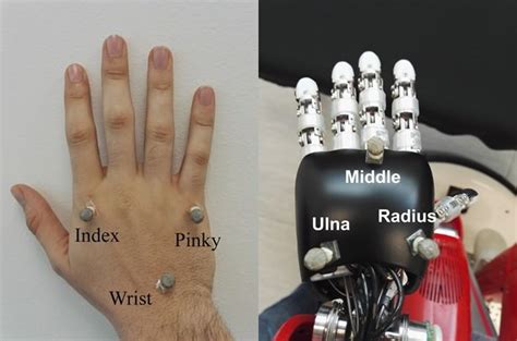 Motion Capture Markers Positioning Is Different Between Subject And Download Scientific