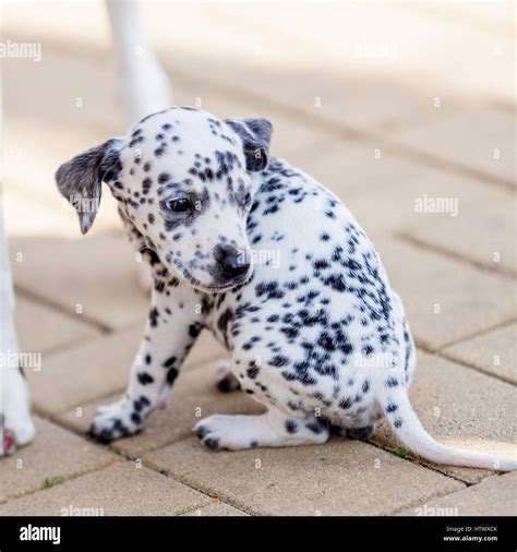 Newborn Dalmatian
