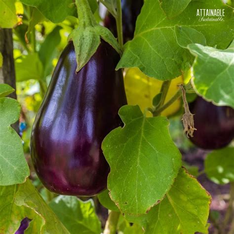 How To Grow Eggplant In Your Garden Attainable Sustainable®