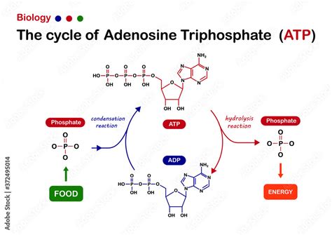 Biology Diagram Show Adenosine Triphosphate Atp Cycle For Energy
