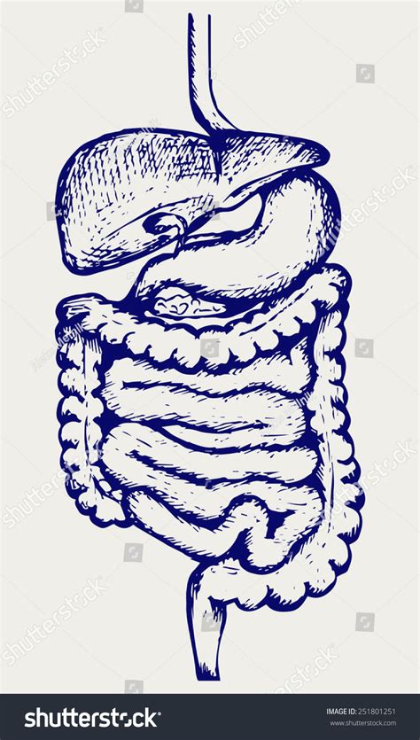 Vektor Stok Internal Human Digestive System Doodle Style Tanpa Royalti