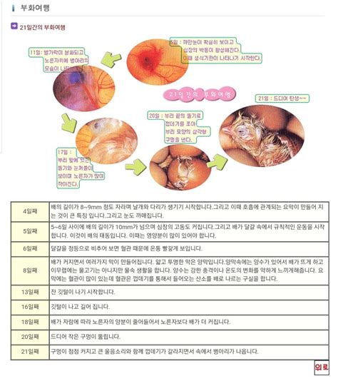 달걀 속 병아리의 성장 과정에 대해 알아봅시다 미스터리 공포 에펨코리아