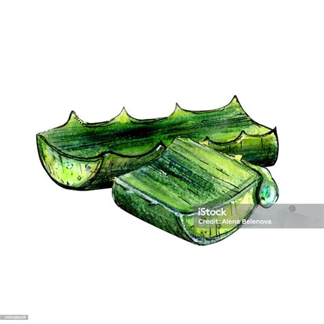 흰색 바탕에 잘게 잘린 알로에 베라의 수채화 그림 일러스트레이션 스티커 카드 스크랩북에 대한 현실적인 상세 사진 0명에 대한 스톡 벡터 아트 및 기타 이미지 Istock