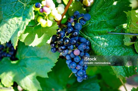 확립 된 와이너리에서 포도나무에 의해 수확 할 준비가 푸른 포도 독일의 모젤과 라인 근처의 유명한 포도원 맛있는 레드 와인 만들기 독일 르링고 지역 0명에 대한 스톡 사진