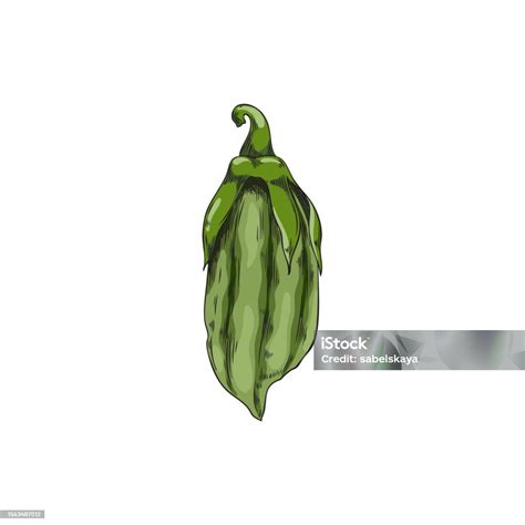 생 참깨 캡슐 손으로 그린 천연 씨앗 바이오 향신료 건강한 식물 및 유기농 오일의 벡터 격리 그림 가득 찬에 대한 스톡 벡터 아트 및 기타 이미지 Istock