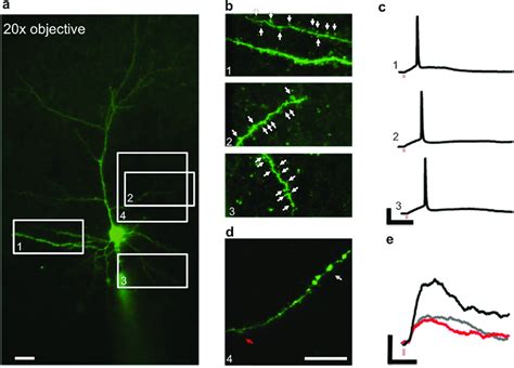 Synaptic Integration Experiment With A Larger Voi A Two Photon Image Download Scientific