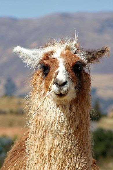 Lama Animaux Chinchero Vallée sacrée des Incas Cuzco et le