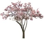 Tree Cutout Tree Png MrCutout Com