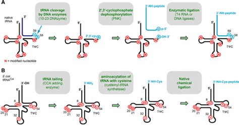 Trna Nucleotides In Dna