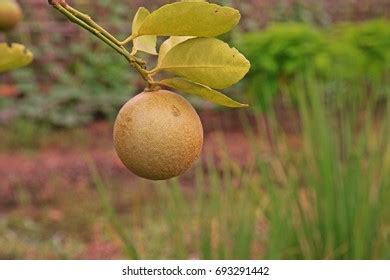 123 Rust Mite Images Stock Photos Vectors Shutterstock