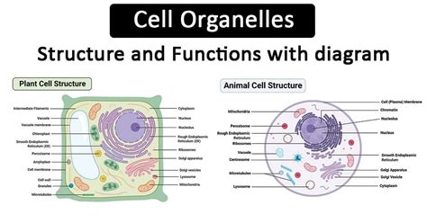 Bone Cells Types Structure Examples Functions Notes Bioteck Ink
