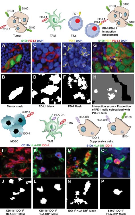 Pdf Quantitative Spatial Profiling Of Pd 1pd L1 Interaction And Hla