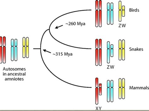 Genetics Lecture 10 X Linked Inheritance Sex Determination And Dosage