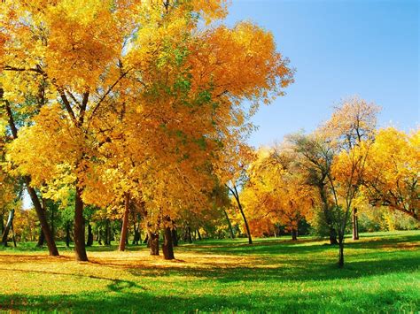 Yellow Leaf Trees Grass Trees Clear Sky Hd Wallpaper Wallpaper Flare