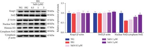 Salvianolic Acid A Exerted The Protective Effect On High Download