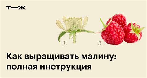 Посадка малины когда и как сажать как выбрать саженцы как ухаживать