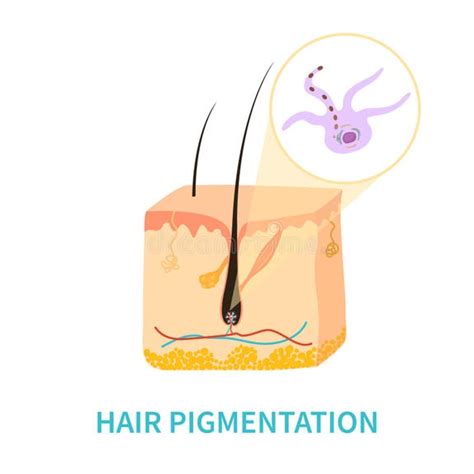 Hair Colour Pigmentation And Melanin Production Diagram Stock Vector Hair Colour Pigmentation And Melanin Production Diagram Stock Vector
