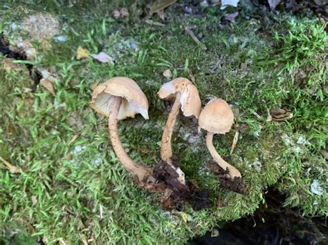 Cystoderma Subvinaceum · Inaturalist