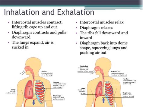 Diagram Of Inhalation