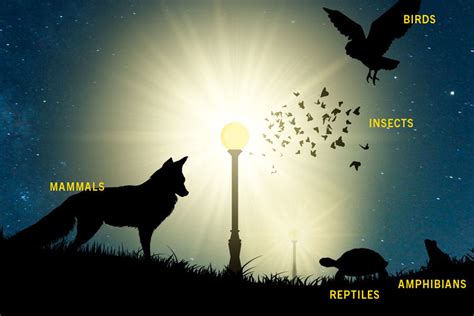 Light Pollution [visuals Video] Ecogreenlove