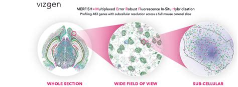 Leading The Global Expansion Of Spatial Transcriptomics Vizgen