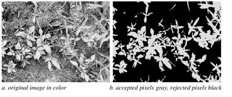 The Application Of The Color Segmentation Filter Separates Living