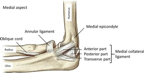 Elbow Joint Ligaments And Tendons