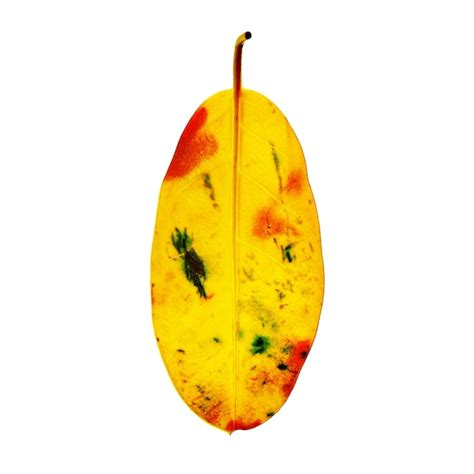Premium Photo Translucent Yellow Leaf Isolated On A White Background Fading Drying Yellow Leaf