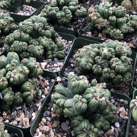 Columnar Euphorbia Varieties