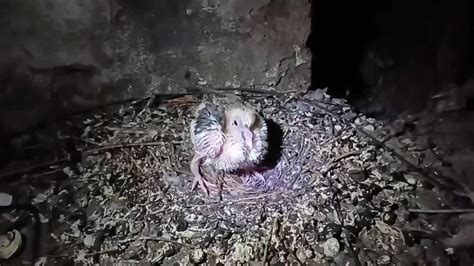 Если вы никогда не видели птенцов голубей вот один из них Маленького пернатого жителя