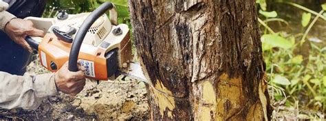 Tips For DIY Tree Removal