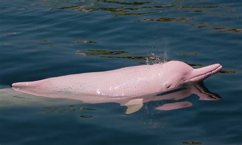 Amazon River Dolphin Pink Dolphin Animal Facts Inia Geoffrensis A