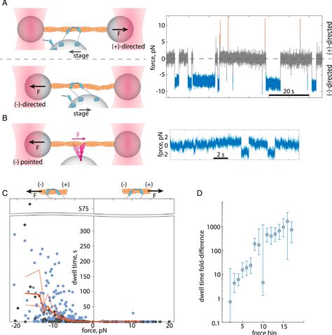 Figure 2 From The C Terminal Actin Binding Domain Of Talin Forms An Asymmetric Catch Bond With F
