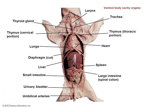 Fetal Pig Thyroid Cartilage